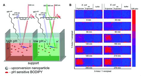 A Simple Self Referenced Luminescent PH Sensors Based On