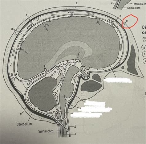 A P Lab Quiz Flashcards Quizlet
