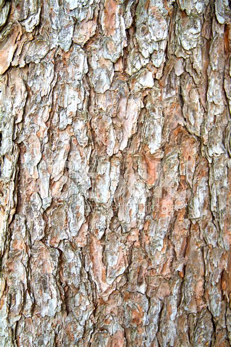 Moss And Tree Bark Stock Photo Royalty Free Images FreeImages Moss And Tree Bark Stock Photo Royalty Free Images FreeImages