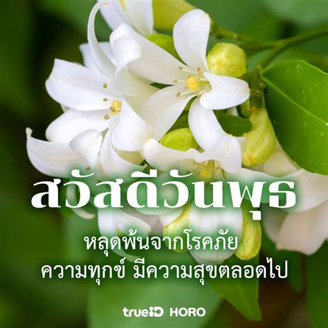 แจกฟรี รูปสวัสดีวันพุธดอกไม้สวยๆ พร้อมคำอวยพรมงคล ส่งตอน