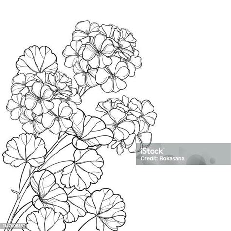 윤곽 제라늄 또는 두개골과 벡터 코너 무리는 흰색 배경에 고립 된 검은 색 꽃과 화려한 잎 제라늄에 대한 스톡 벡터 아트 및 기타 이미지 Istock