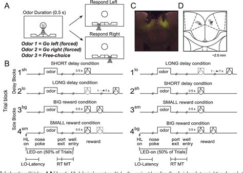 Figure From Optogenetic Inhibition Of Rat Anterior Cingulate Cortex Impairs The Ability To