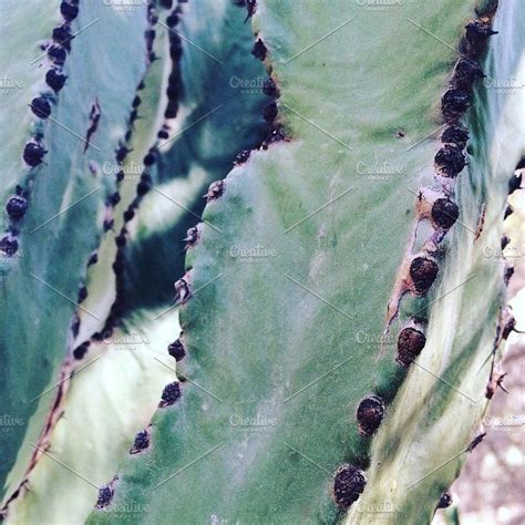 Thorny Bumpy Cactus Picture From Palm Springs