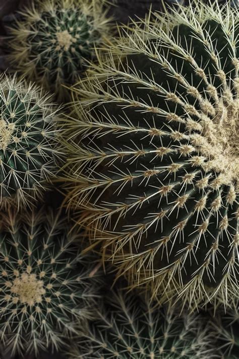 Заставки на экран телефона Картины Текстуры Кактус