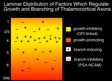 Cellular And Molecular Neurobiology Nobuhiko Yamamoto