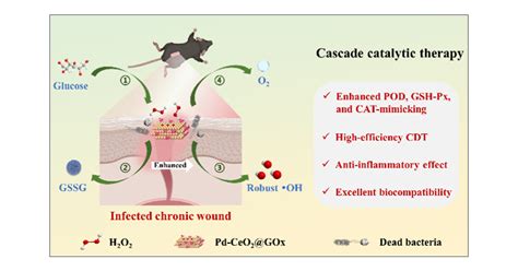 Multifunctional Pd Single Atom Nanozyme For Enhanced Cascade