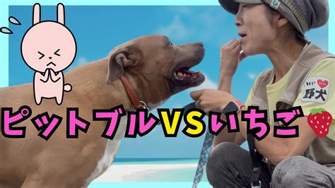 時代遅れお蔵入りを逃れたピットブル兄弟vs いちご YouTube