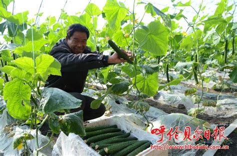反季节种植 反季节大棚蔬菜种植 反季节 第2页 大山谷图库