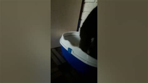 ту містер кет Youtube