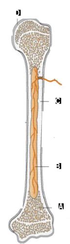 Bone Density Study Guide Flashcards Quizlet