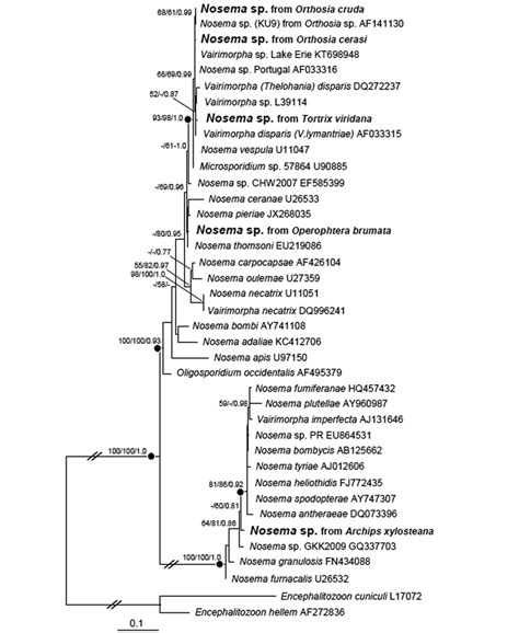 a ssu rdna maximum likelihood tree ln 5930 399545 gtr Γ model