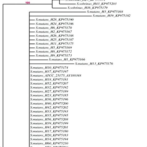 Phylogenetic Analysis Of The Streptococcus Mutans And Streptococcus Download Scientific Diagram