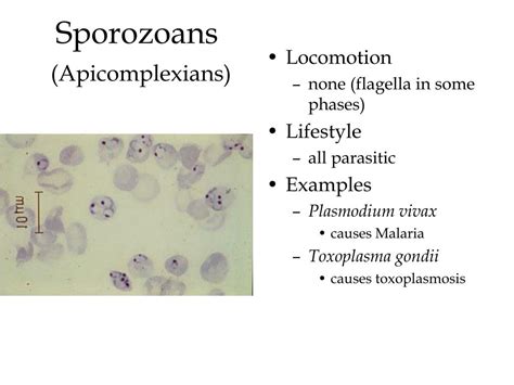 Ppt Protists Powerpoint Presentation Free Download Id 270802
