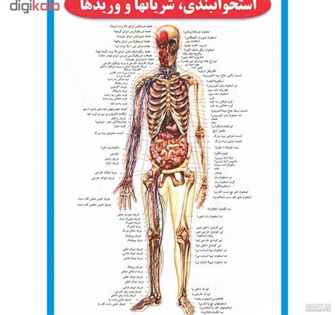 عکس های آناتومی بدن عکس نودی