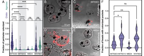 Colonization Of Artificial Chitin Particles By Prochlorococcus And Download Scientific Diagram
