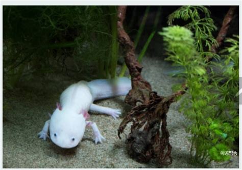 도룡용 우파루파 키우기 아홀로틀 멕시코 도롱뇽 먹이 네이버 블로그