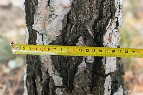 premium photo measuring trees a tree measured with a ruler