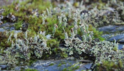 Tiny Ecosystem By Sohember On Deviantart