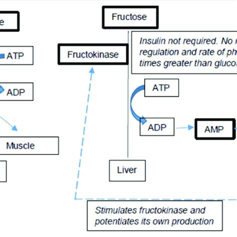Differences In Fructose Vs Glucose Metabolism Key Players Are