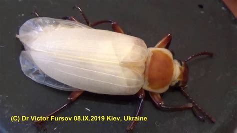Чудо Юдо Белый Жук Зофобас Почему Такой Альбинос Youtube
