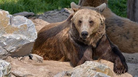 Kostenlose Bild Natur Tiere Wild Braunbär Outdoor Tier