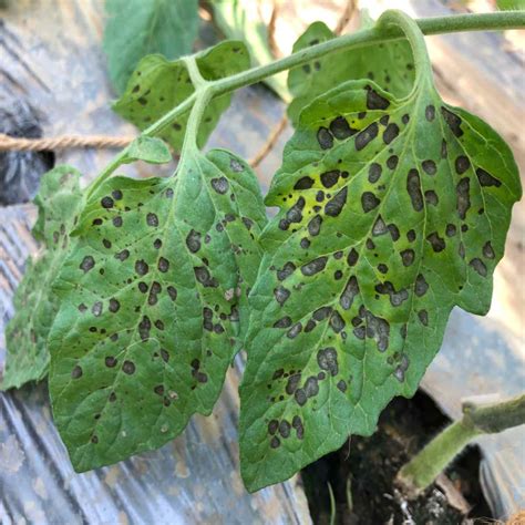 Tomato Leaf Spot Treatment