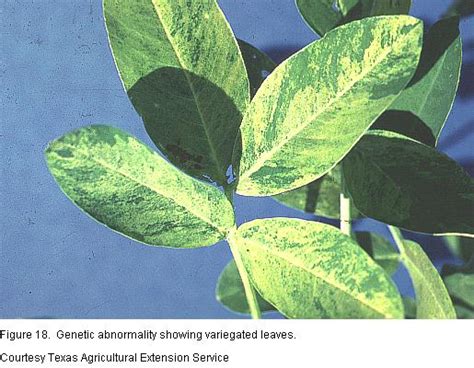 Peanut Disease Photographic Atlas