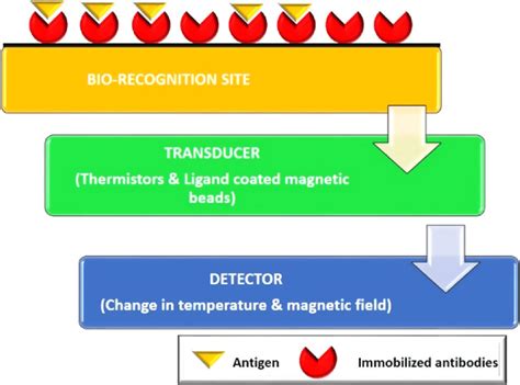 Schematic Representation Of Thermometric Andmagnetic Immunosensor