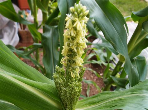 とうもろこしの雌花が出ない 新築の庭で家庭菜園ブログ
