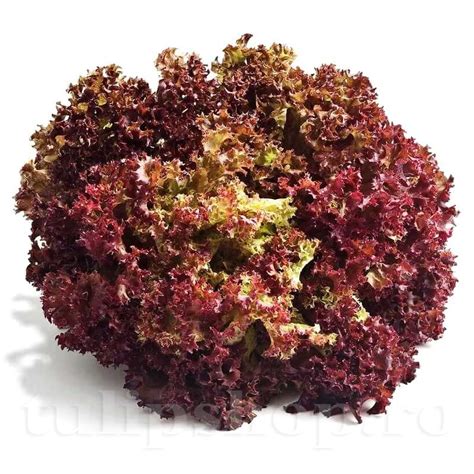 Pachet Xxl Seminte Salata Lollo Rossa 20 000buc