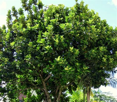 Como Cuidar Da Planta Ficus Cloe