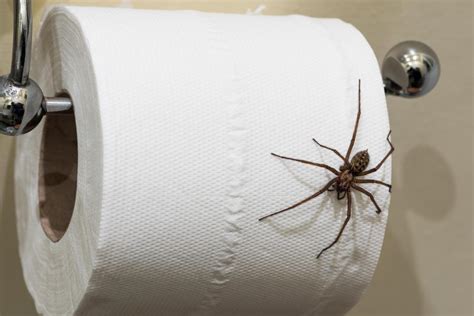 Im A Spider Expert Creepy Crawlies Love Green Walls Heres The