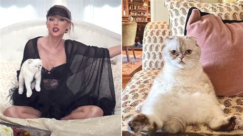 Olivia Benson Swift Taylor Swifts Cat Olivia Benson So Cute