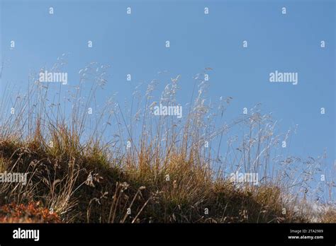 Grasses Backlit Against Blue Sky Alpine Vegetation At 2 000 Metres Above Sea Level Hintertux