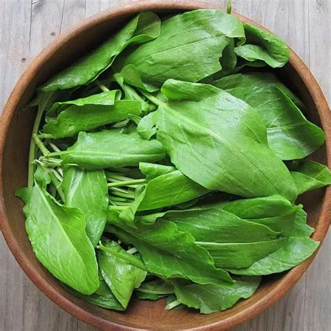 Можно ли сушить щавель на зиму как это сделать используя электросушилку для овощей