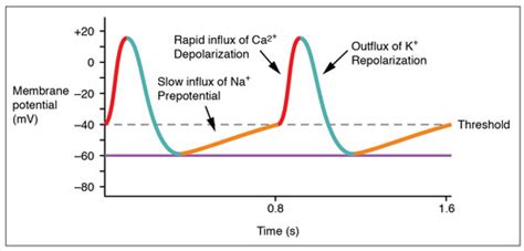 Ecg Flashcards Quizlet
