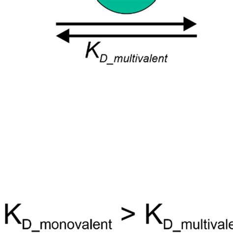 4 Schematic Illustration Of A Monovalent And B Multivalent Download Scientific Diagram