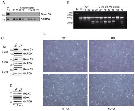 支气管上皮细胞beas 2b与crispr Cas9基因编辑的美妙联动！ 知乎