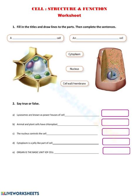 free cell structure and function worksheet collection