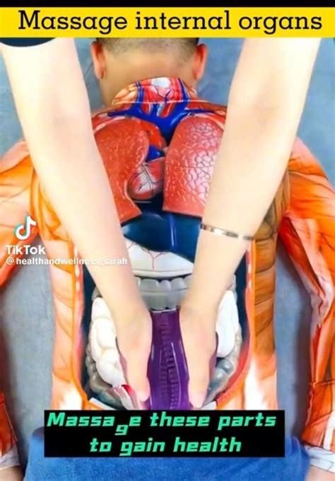 Massage Internal Organs Body Hacks Human Body Massage