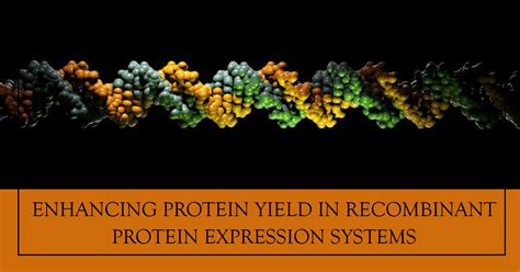 Enhancing Protein Yield In Recombinant Protein Expression Systems Biomatik