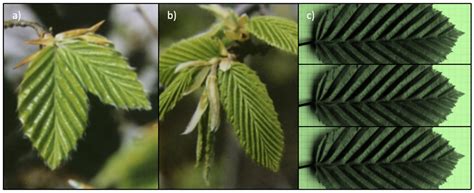 Biomimetics Design Of Sandwich Structured Composites