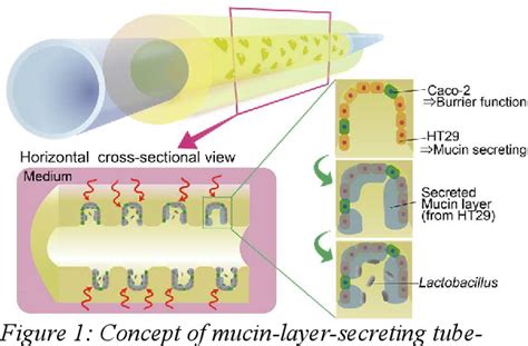 Figure 1 From Mucin Layer Secreting In Vitro Intestinal Tube Shaped Device With Cryptic