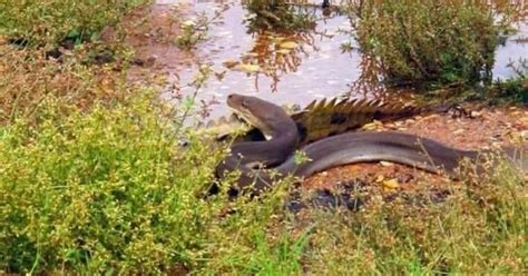 Graphic Enormous Python Takes On Crocodile Fight Ends In Frightening Fashion