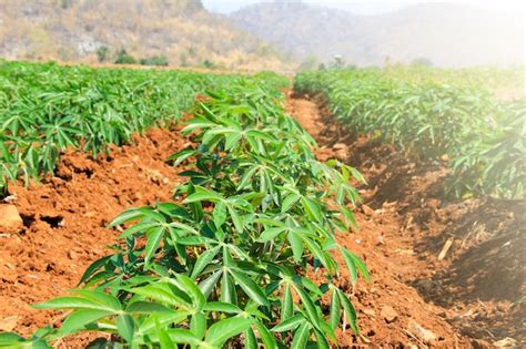 Cassava Field Pictures Freepik
