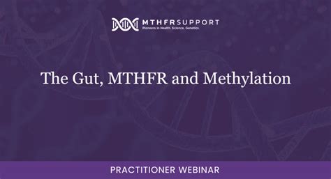 The Gut Mthfr And Methylation Mthfr Support Education Portal