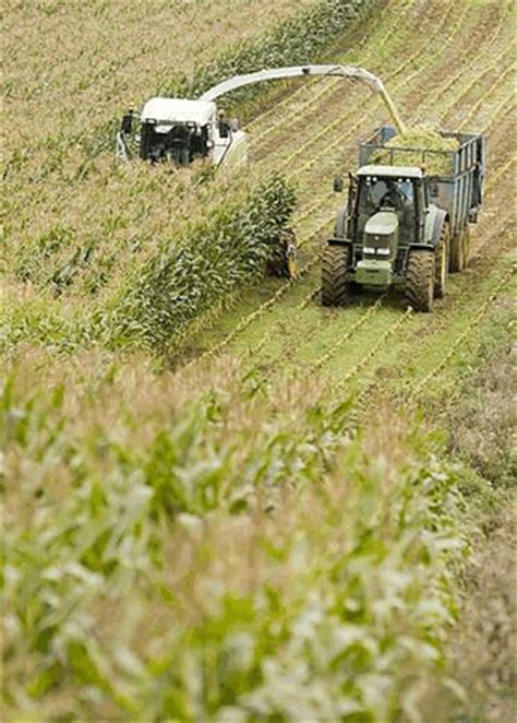 New Maize Varieties To Improve Yields Farmers Weekly