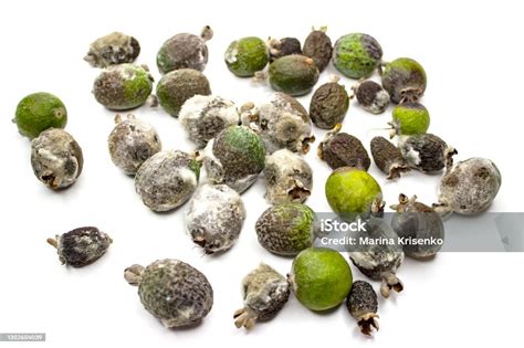 지나치게 익은 버릇없는 페이호아 과일 부패하기 시작한 사람들은 흑색 곰팡이 및 곰팡이가 있습니다 부패의 과정 녹색 과일의 썩어 흰색 배경입니다 0명에 대한 스톡 사진 및