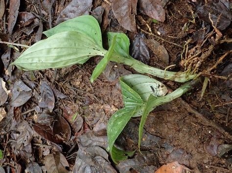 Crepidium Orchidaceae