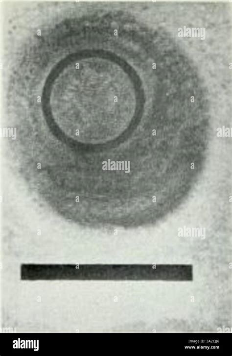 Grohmann 176 By Wassily Kandinsky Is A Vibrant Abstract Work Featuring Dynamic Color